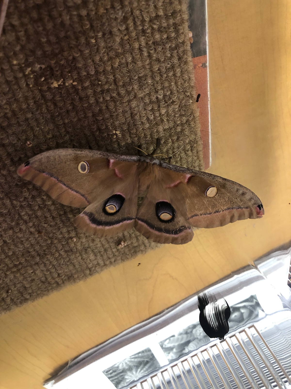 Polyphemus Moth - Williamson